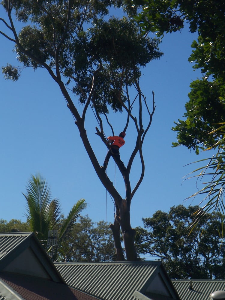 TRICKY TREE SOLUTIONS - Updated June 2024 - Sunshine Coast Queensland ...