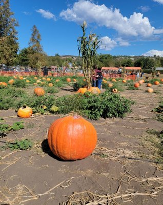 BATES NUT FARM - 1316 Photos & 464 Reviews - 15954 Woods Valley Rd ...