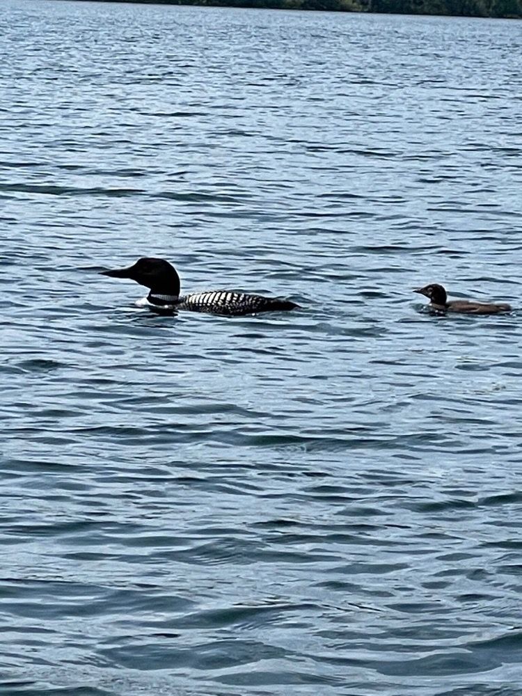 VETERANS ON THE LAKE RESORT - Updated July 2025 - 12 Photos - 161 ...