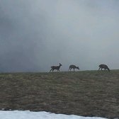 HURRICANE RIDGE - Updated August 2025 - 465 Photos & 105 Reviews - 600 ...