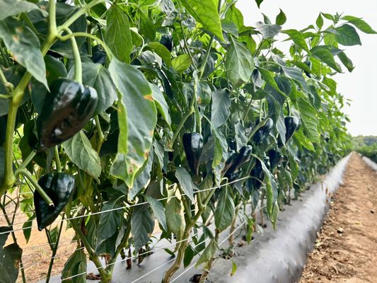 CHARLIE’S U-PIK - Updated December 2025 - 35 Photos - 257 Charlies Lane ...