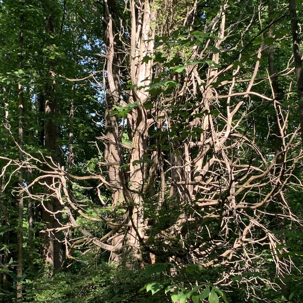 HEMLOCK OVERLOOK REGIONAL PARK - Updated August 2024 - 52 Photos & 23 ...