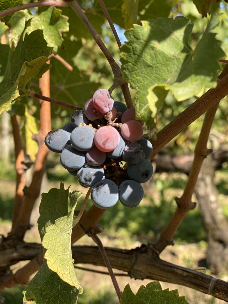 RUSTIC VINES - 47 Photos & 18 Reviews - 26 rue de la Devise, Bordeaux ...