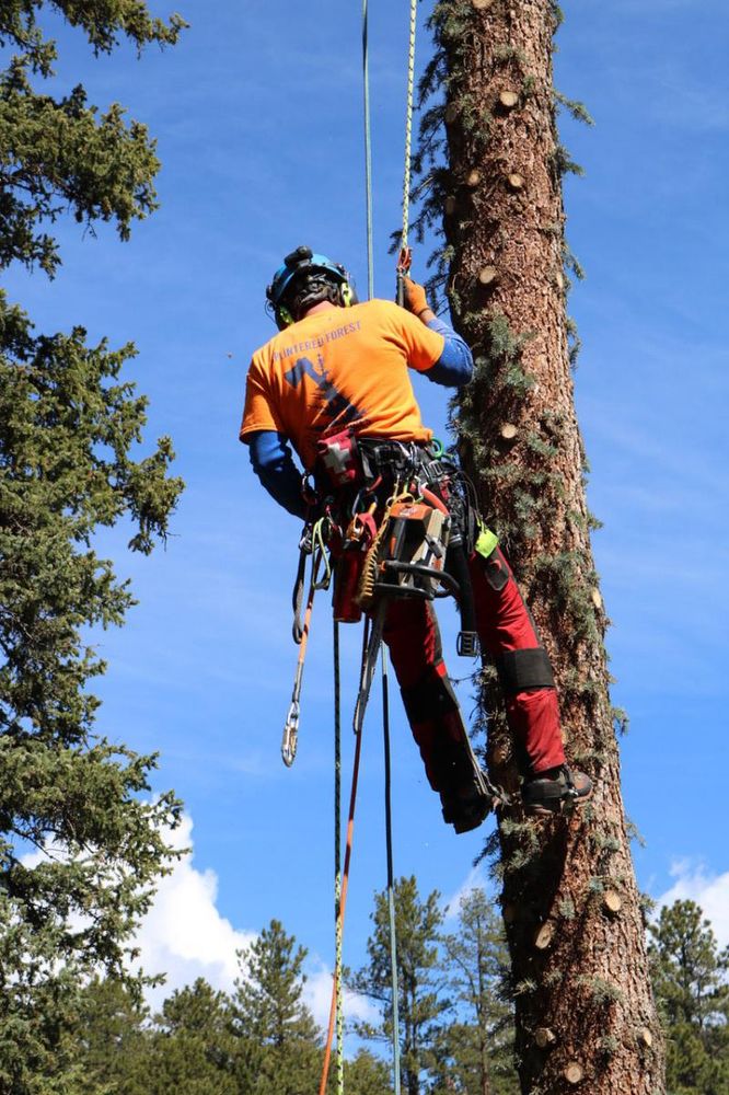 JOSE OLVERA TREE SERVICE - Updated October 2025 - 10219 Colby Ln ...