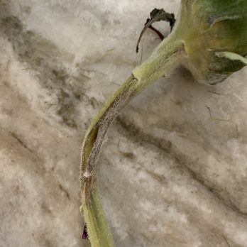 FLOWERAMA MOBILE - Updated December 2025 - 27 Photos & 18 Reviews ...