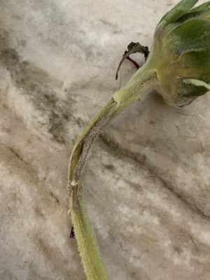 FLOWERAMA MOBILE - Updated December 2025 - 27 Photos & 18 Reviews ...