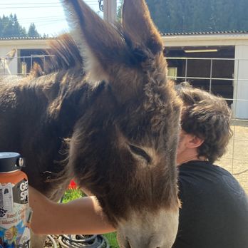 OREGON DONKEY SANCTUARY NORTHWEST - Updated June 2026 - 44 Photos & 18 ...
