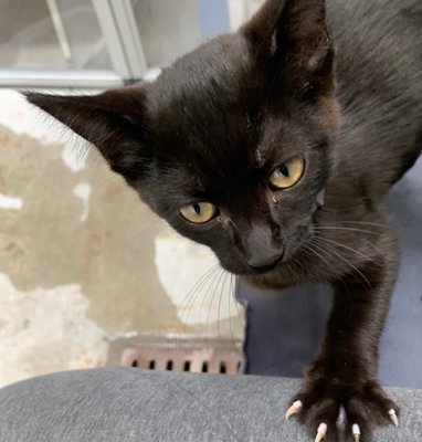 DOWNEY ANIMAL CARE CENTER - 266 Photos & 286 Reviews - 11258 Garfield ...