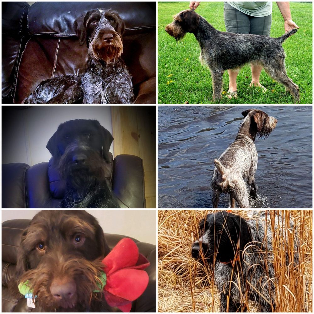 BLUE LINE KENNEL GERMAN WIREHAIRED POINTERS - Updated July 2025 ...