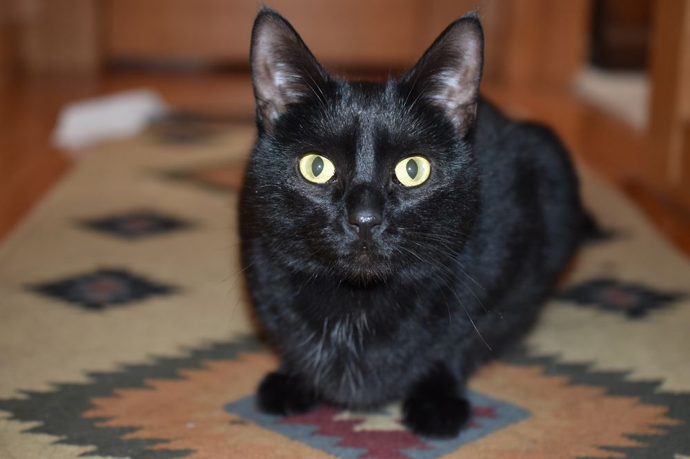 NATIONAL CAMERA EXCHANGE - 10 Photos & 46 Reviews - Photography Stores ...