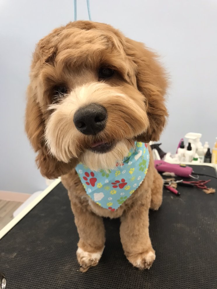 PAWSITIVE PET GROOMING - Updated November 2025 - 180 Photos & 112 ...