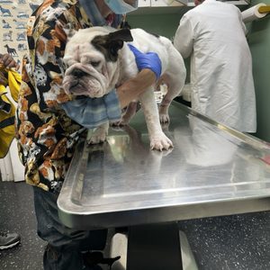 ANIMAL HOSPITAL OF MORRIS PARK - Updated February 2025 - 31 Photos ...