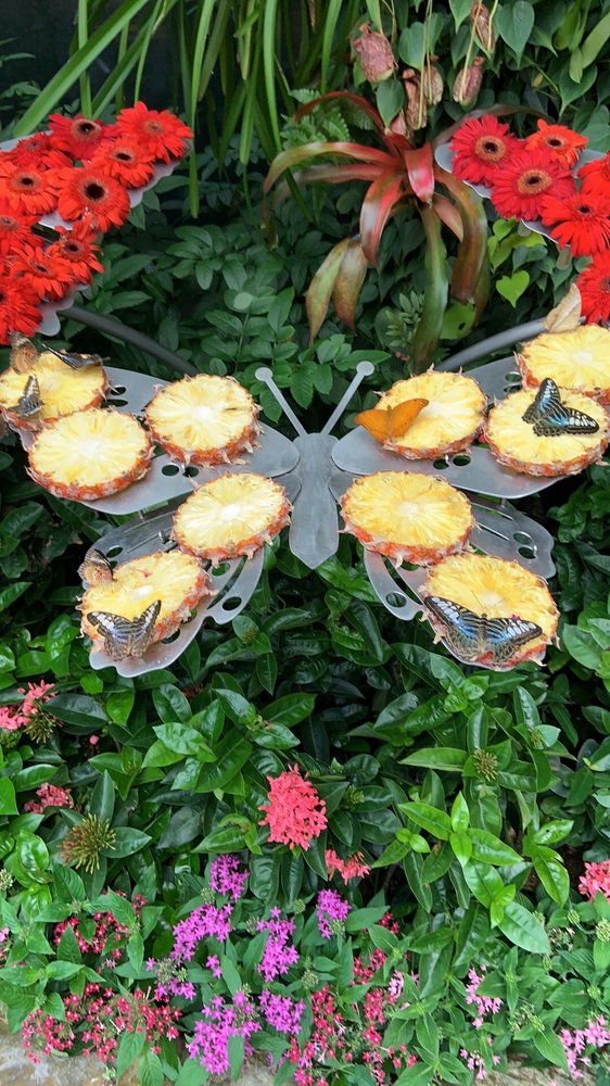 BUTTERFLY PARK - INSECT KINGDOM - 57 Photos - 51 Imbiah Rd, Singapore ...