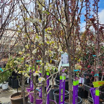 WATSON’S GREENHOUSE AND NURSERY - Updated June 2024 - 86 Photos & 107 ...