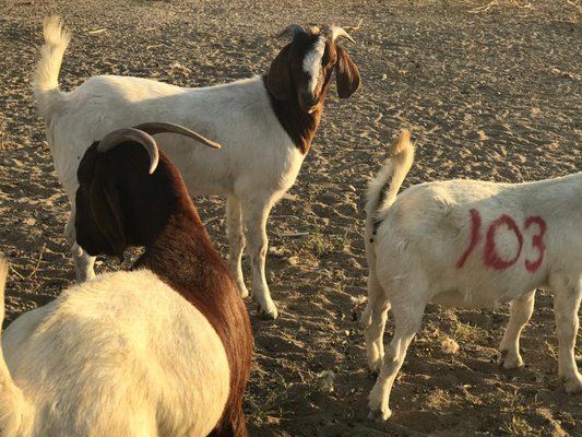 LANCASTER HALAL SLAUGHTER HOUSE AND POULTRY - Updated July 2024 - 23 ...