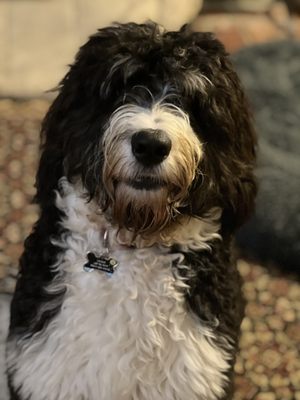 ROCKADOODLES - Updated December 2025 - Nashville, Tennessee - Pet ...