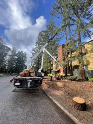 DSOTO TREE & ARBORIST SERVICES - Updated December 2025 - 77 Photos ...