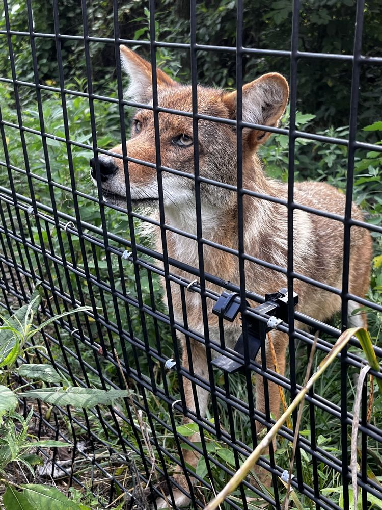 RED WOLF SANCTUARY - Updated December 2025 - 42 Photos - 3027 State ...