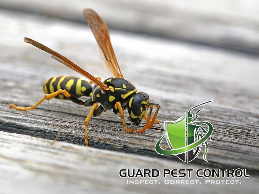 GUARD PEST CONTROL - Updated September 2025 - 14 Photos & 54 Reviews ...