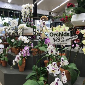 METROPOLITAN PLANT & FLOWER EXCHANGE - 48 Photos & 51 Reviews - 840 Rt ...