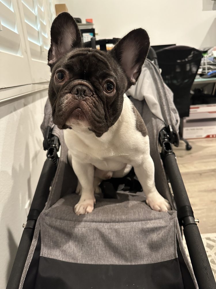 URBAN DOG - Updated December 2025 - 62 Photos & 122 Reviews - 1909 ...