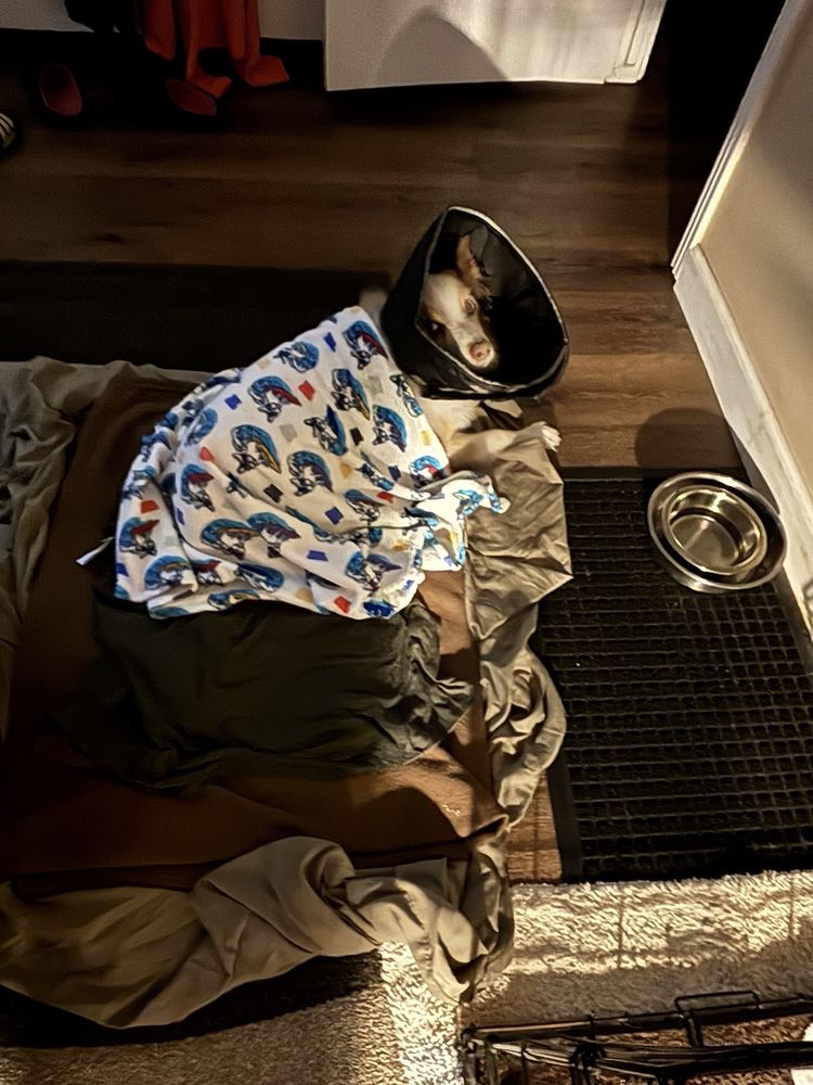 THE ANIMAL DOCTORS - Updated July 2025 - 102 Photos & 178 Reviews ...