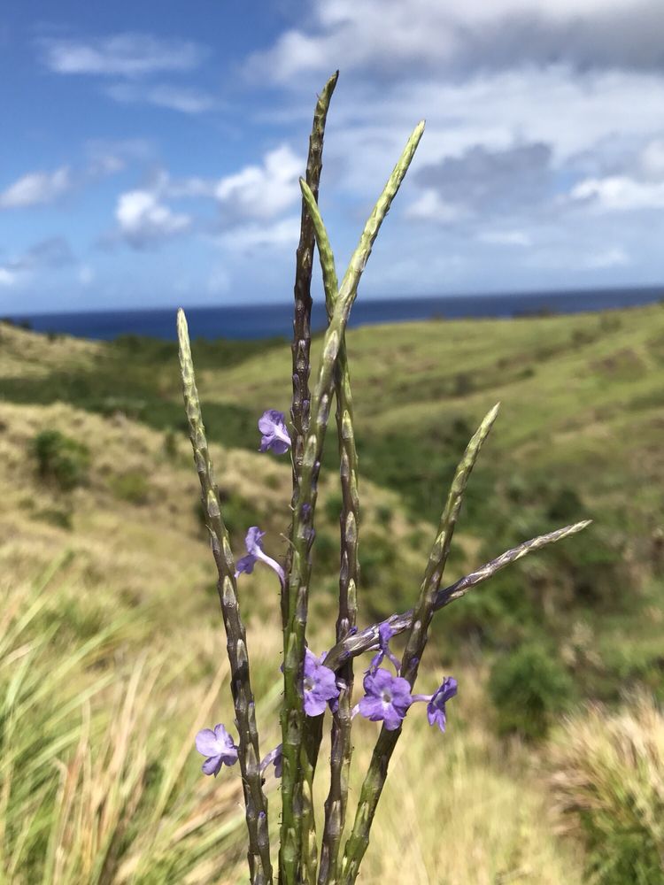 PRIEST’S POOLS - Updated July 2025 - 14 Photos - Merizo, Guam - Hiking ...