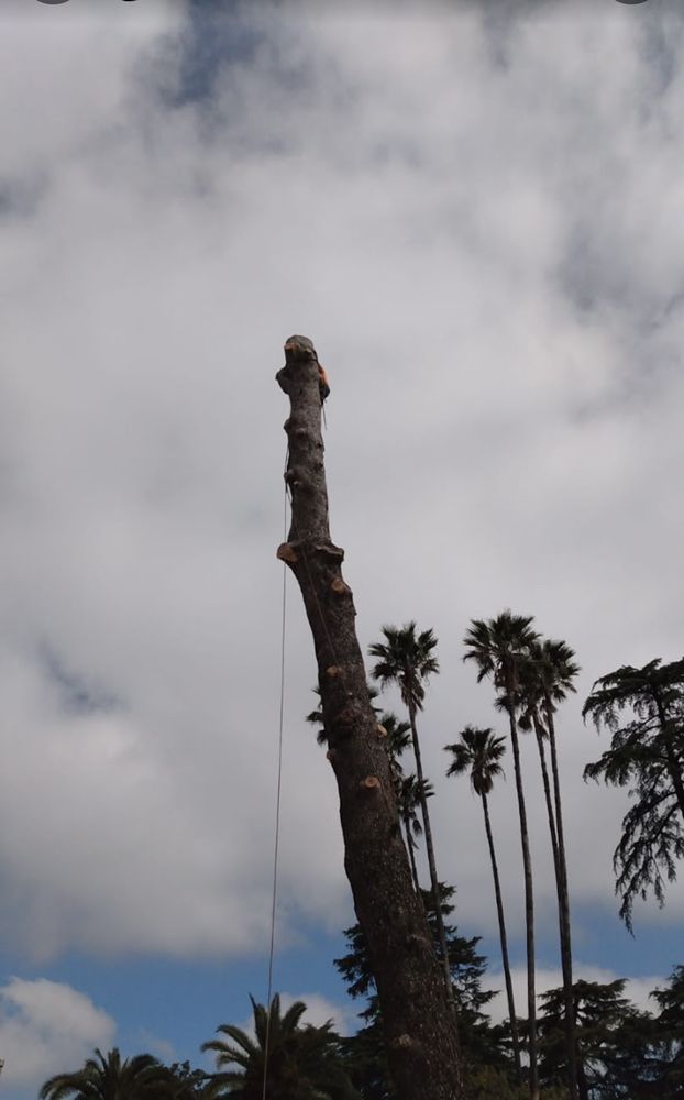 ARMANDO TREE SERVICE - Updated October 2024 - Riverside, California ...