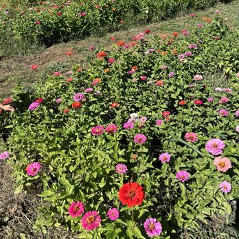 LITTLE FIELD FARMS - Updated January 2026 - 31 Photos & 16 Real Reviews ...