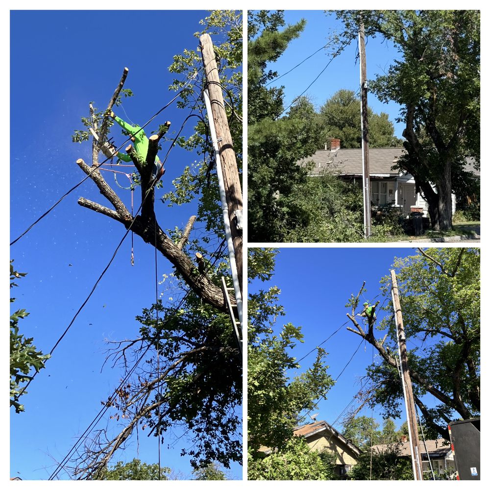 RAMIREZ TREE SERVICE - Updated January 2026 - 14 Photos - 5150 Meadowbrook Dr, Fort Worth, Texas ...