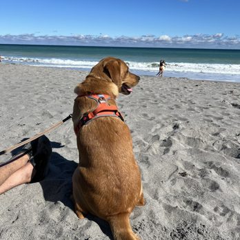 JUPITER DOG BEACH - Updated July 2025 - 27 Photos & 16 Reviews - 2188 ...