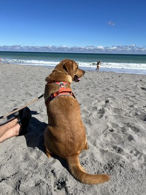 JUPITER DOG BEACH - 20 Photos & 12 Reviews - 2188 Marcinski Rd, Jupiter ...