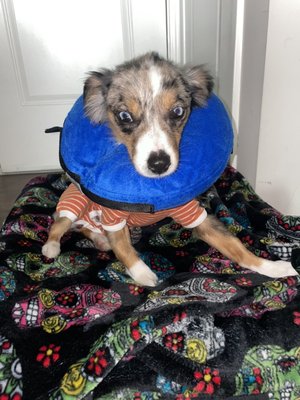 SPAY NOW - Updated January 2026 - 26 Reviews - 125 Pullman Crossing Rd ...