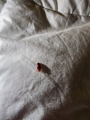 RED LION HOTEL KELSO LONGVIEW - Updated August 2025 - 217 Photos & 154 ...