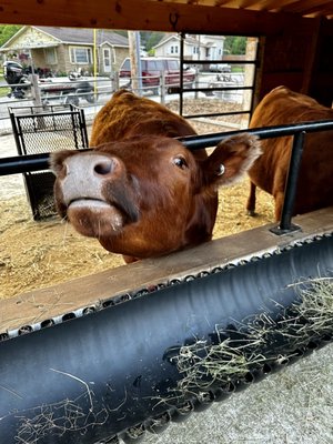 THE ICE CREAM BARN - Updated August 2025 - 17 Photos & 15 Reviews - 606 ...