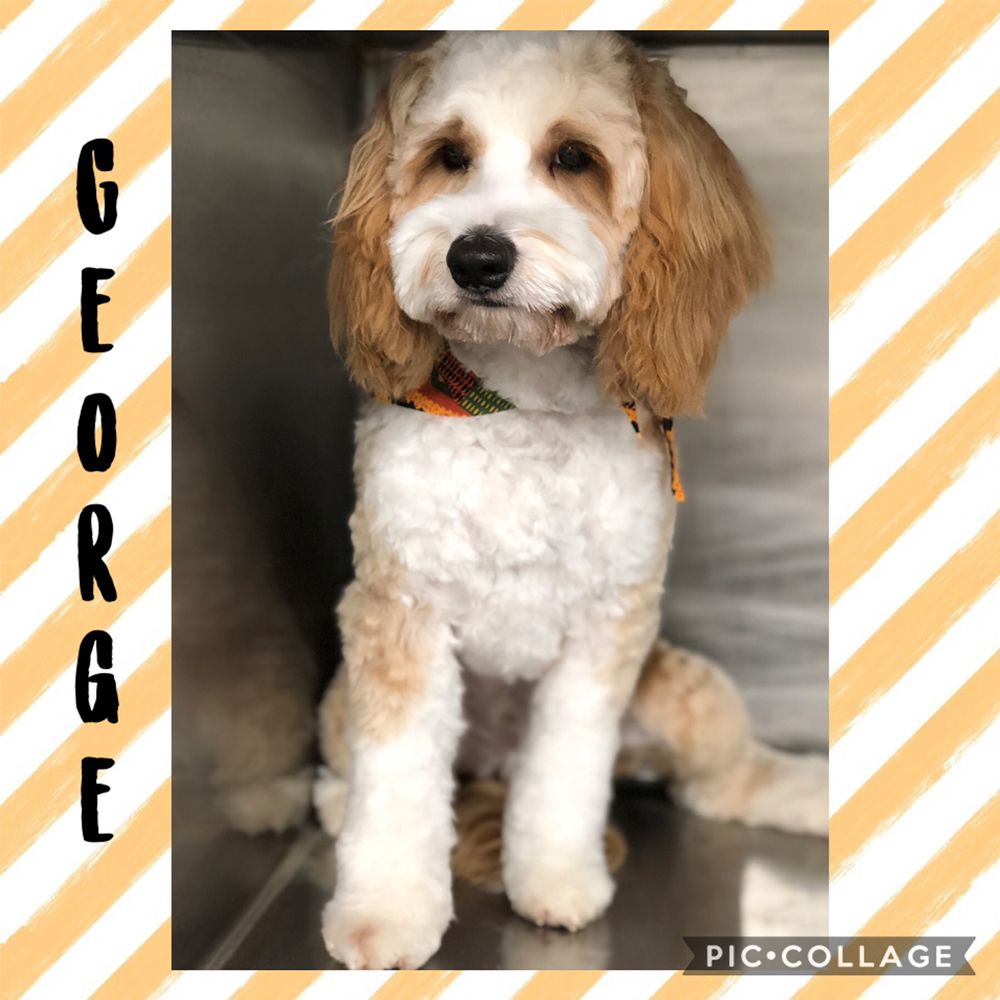 MLK PET GROOMING - Updated June 2024 - 36 Photos - Stockbridge, Georgia ...