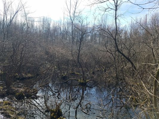 FOWLER WOODS STATE NATURE PRESERVE - Updated March 2025 - 12 Photos ...