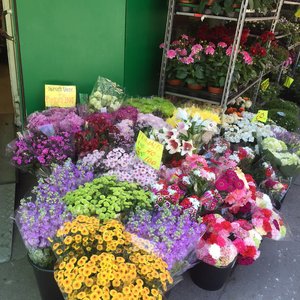 FIOL BLOMSTER - Fiolstræde 18, København, Denmark - Florists - Phone ...