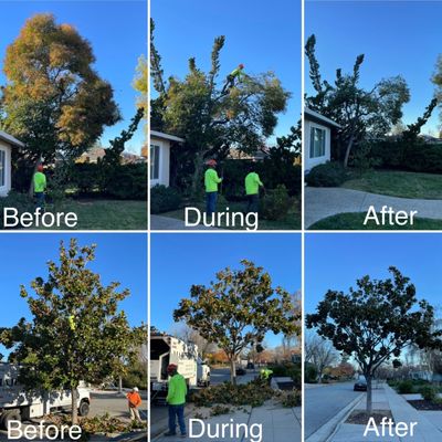 MAJESTIC TREE SERVICE - Updated January 2025 - 227 Photos & 671 Reviews ...