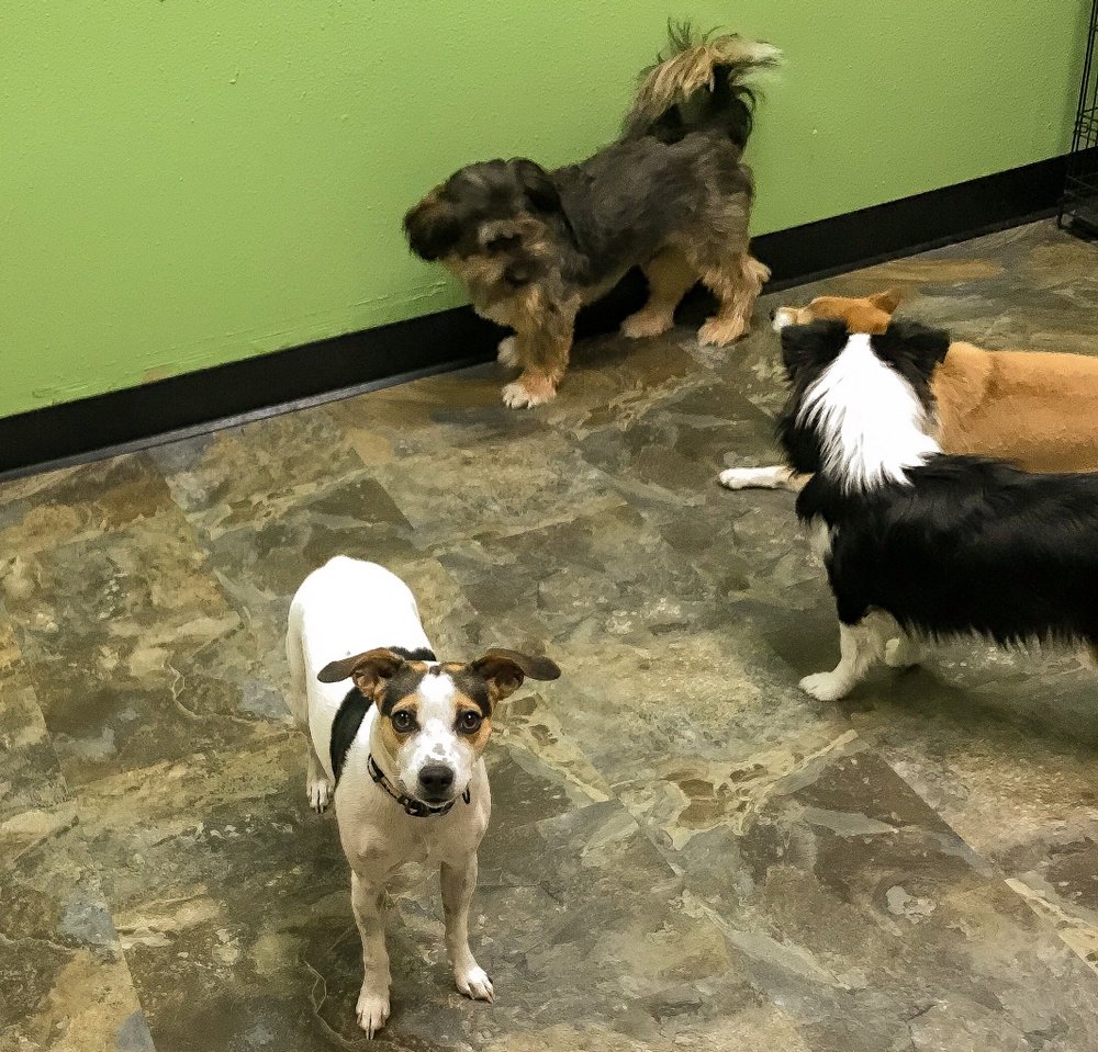 THE BARK CLUB - 49 Photos & 15 Reviews - 3225 S Wadsworth Blvd, Denver ...