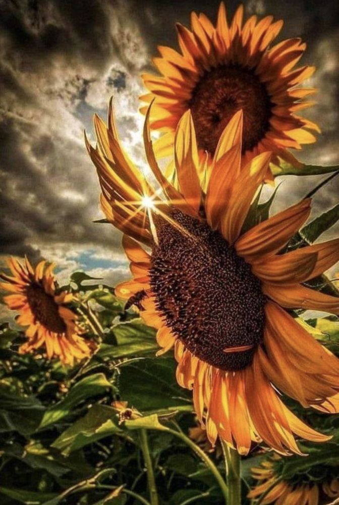 SIGNED SEALED AND DELIVERED BY LINDSEY - Request a Quote - Goose Creek ...