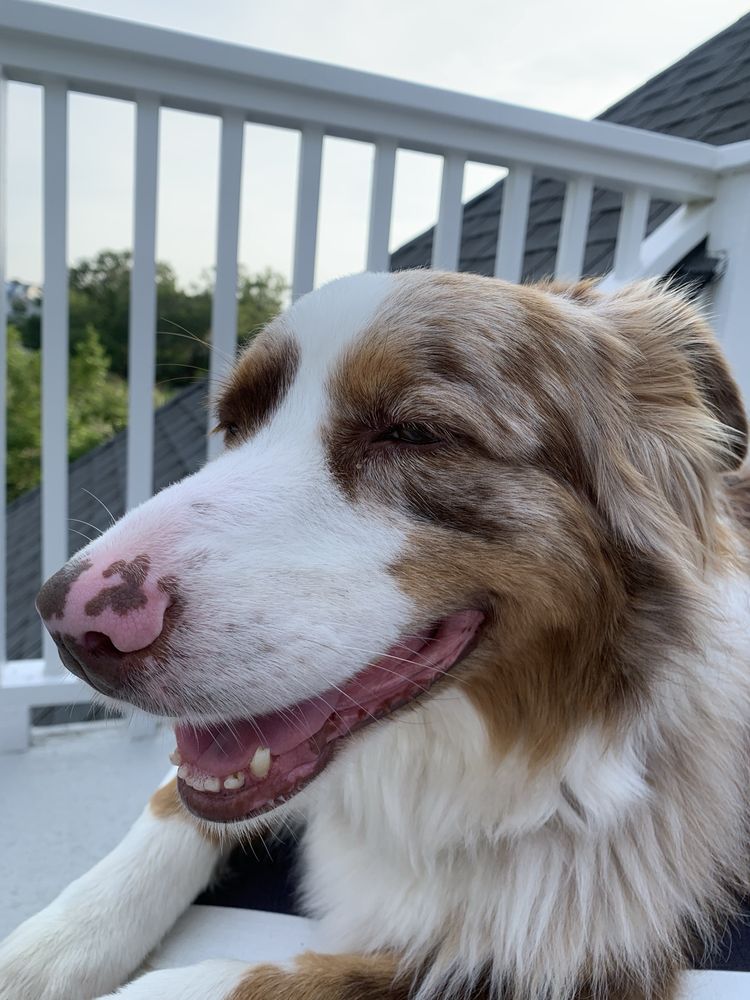 ZEN DOG SPA - Updated May 2026 - 67 Photos - 57 1/2 Windermere Blvd ...