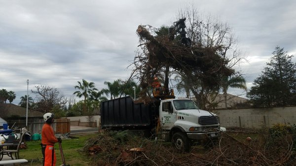 RANCHO TREE SERVICE - Updated January 2026 - 41 Photos & 44 Reviews ...