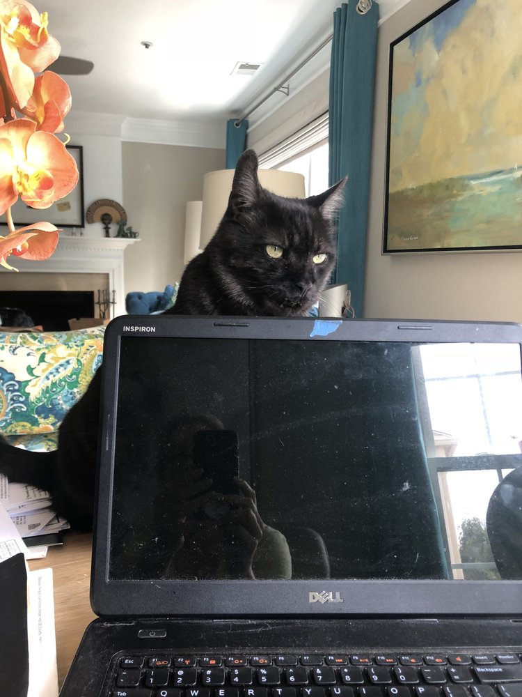 RADIOCAT - Updated February 2025 - 13 Reviews - 6651-F Backlick Rd ...