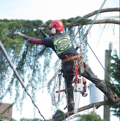 BALLARD TREE SERVICE - Updated December 2025 - 31 Photos & 98 Reviews ...