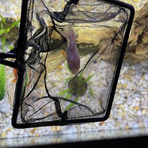 BIG RUN WOLF RANCH - 17 Photos & 28 Reviews - 14857 Farrell Rd ...