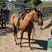 DEEP HOLLOW RANCH BEACH & TRAIL RIDES - 74 Photos & 46 Reviews - 8 Old ...