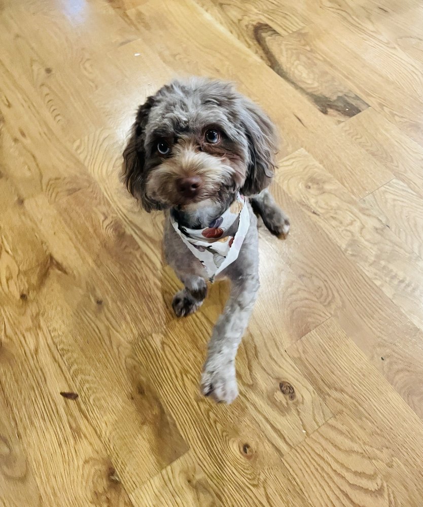 CUDDLE UP PUP - Updated November 2025 - 19 Photos & 22 Reviews - 951 NE ...