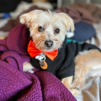 AURORA VETERINARY HOSPITAL - Updated February 2025 - 24 Photos & 287 ...