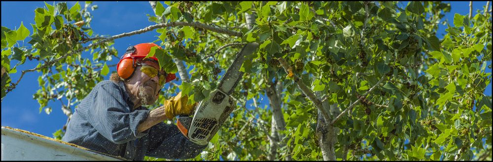 JD TREE AND OUTDOOR SERVICE - Updated October 2025 - 11 Photos ...